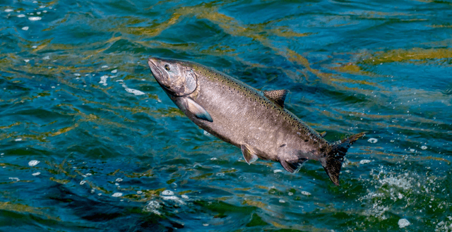 Salmon Fishing in Finland – Everything You Need to Know